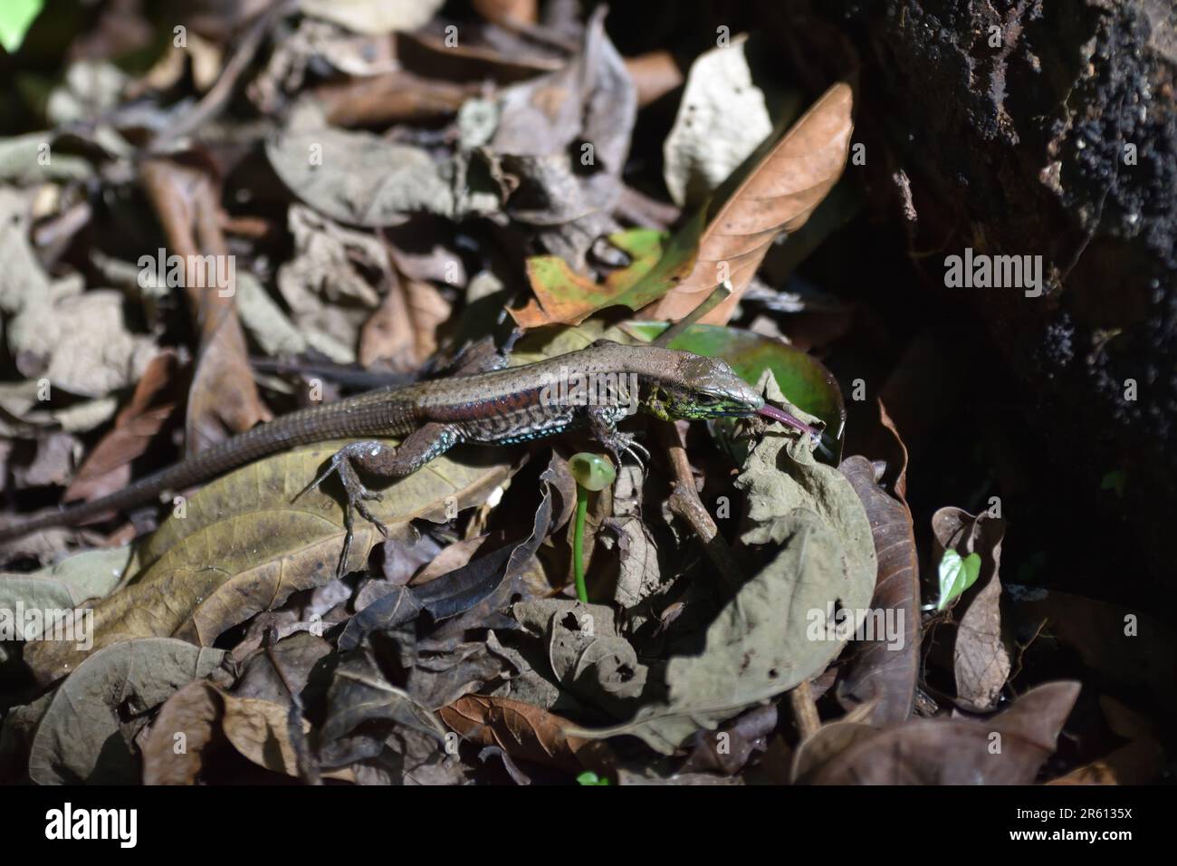 A lizard eating a beetle in the forest of Cahuita National Park ...