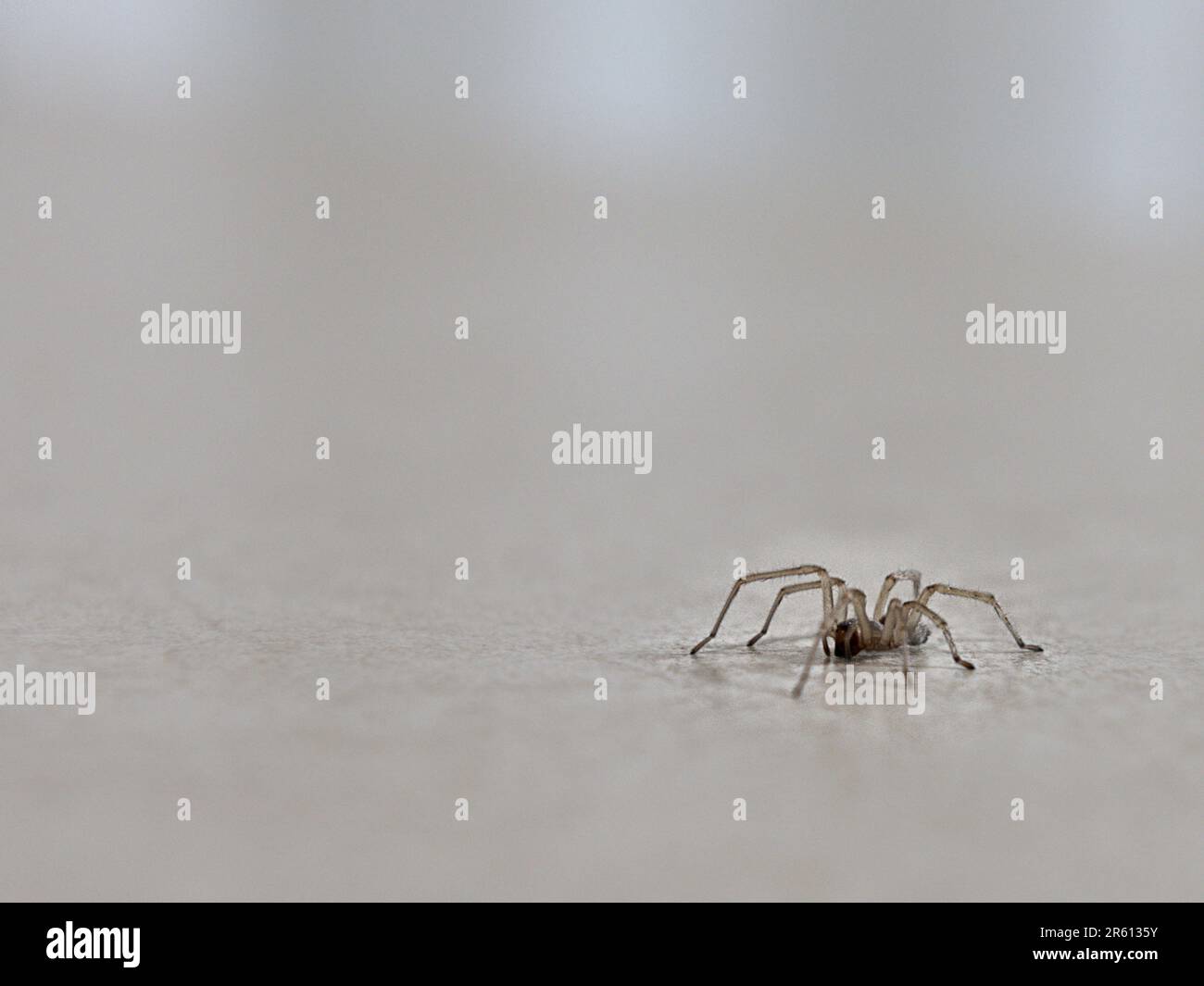 Itsy Bitsy spider on a counter top Stock Photo - Alamy