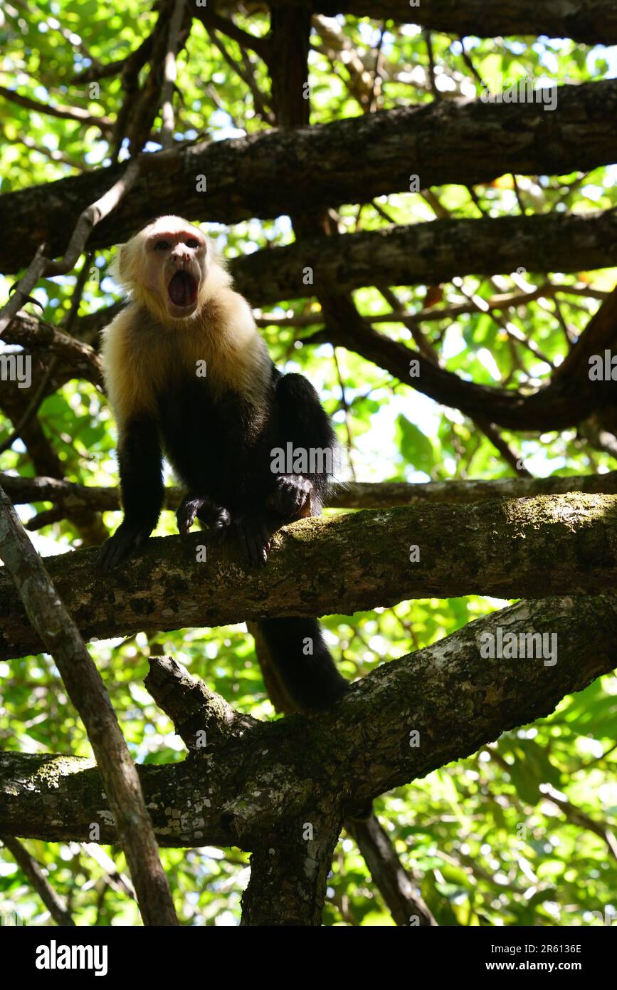 A white faced capuchin (cebus capucinus) in the forest of Cahuita ...