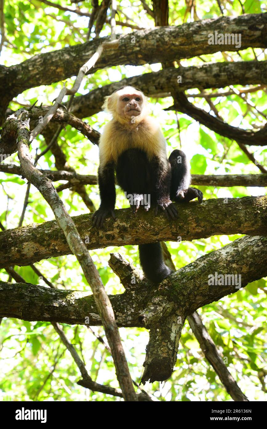 A white faced capuchin (cebus capucinus) in the forest of Cahuita ...