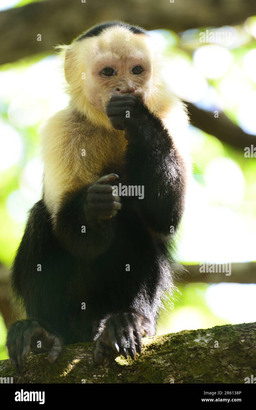 A white faced capuchin (cebus capucinus) in the forest of Cahuita ...