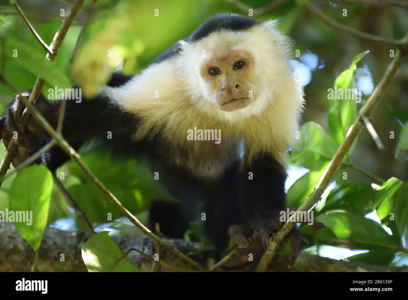 A white faced capuchin (cebus capucinus) in the forest of Cahuita ...