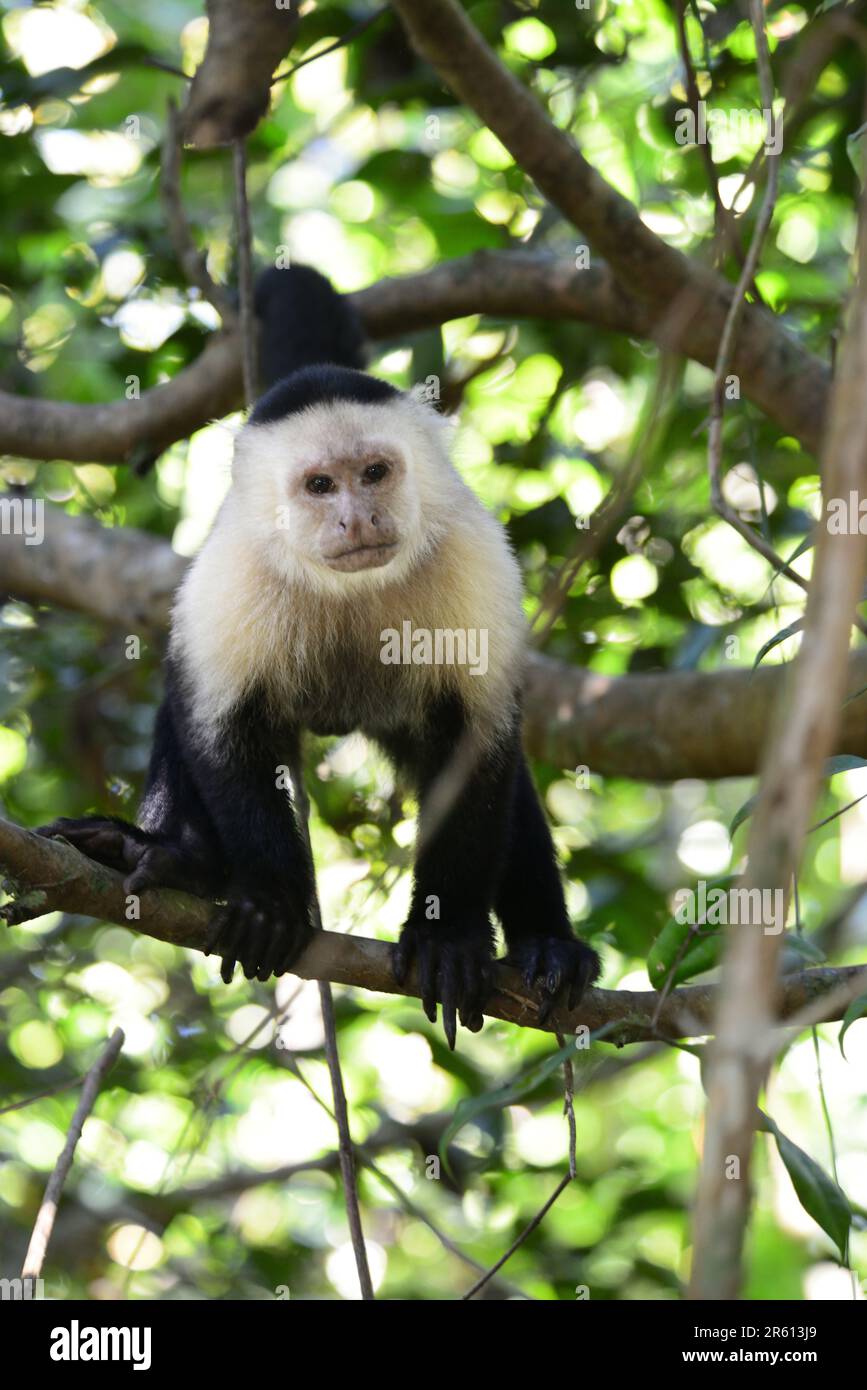 A white faced capuchin (cebus capucinus) in the forest of Cahuita ...