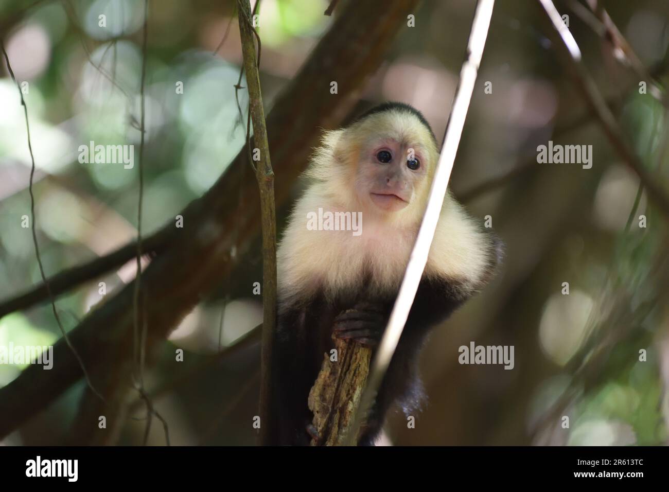 A white faced capuchin (cebus capucinus) in the forest of Cahuita ...