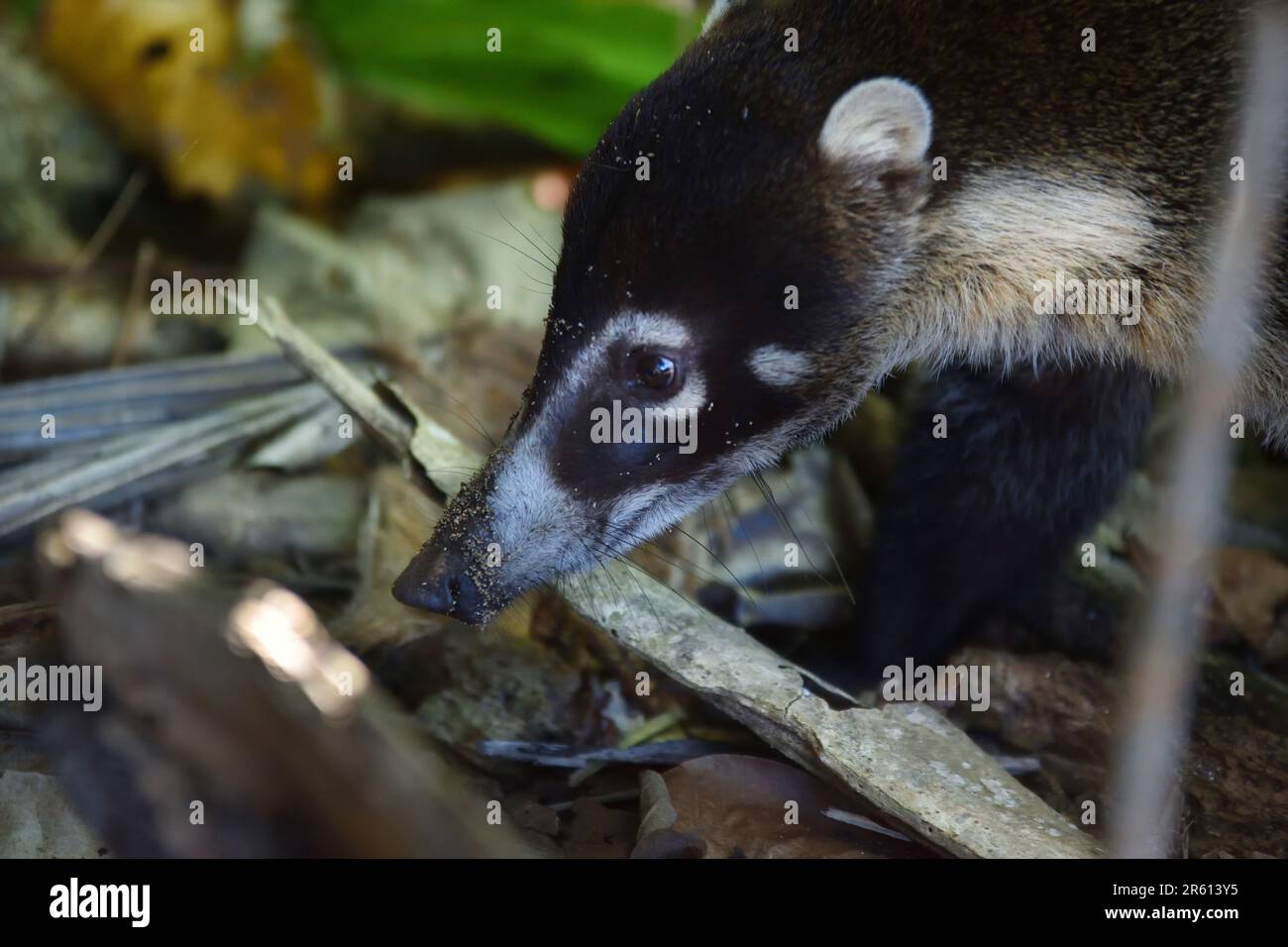 A white nosed coati (nasua narica) in the forest of Cahuita National ...