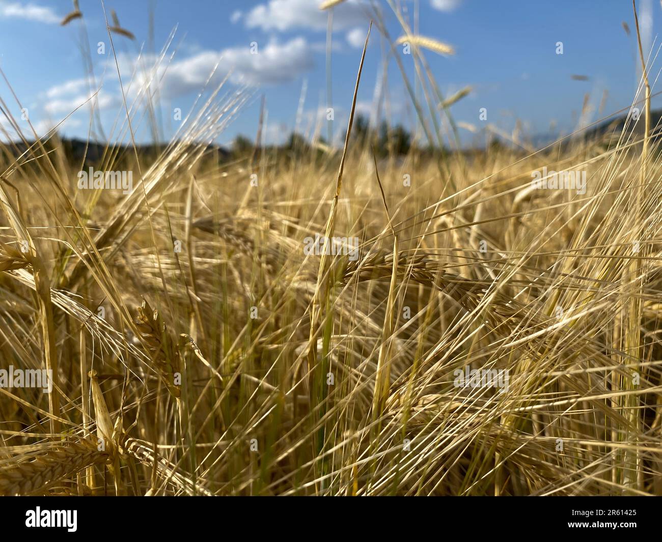 Ear of wheat logo hi-res stock photography and images - Alamy