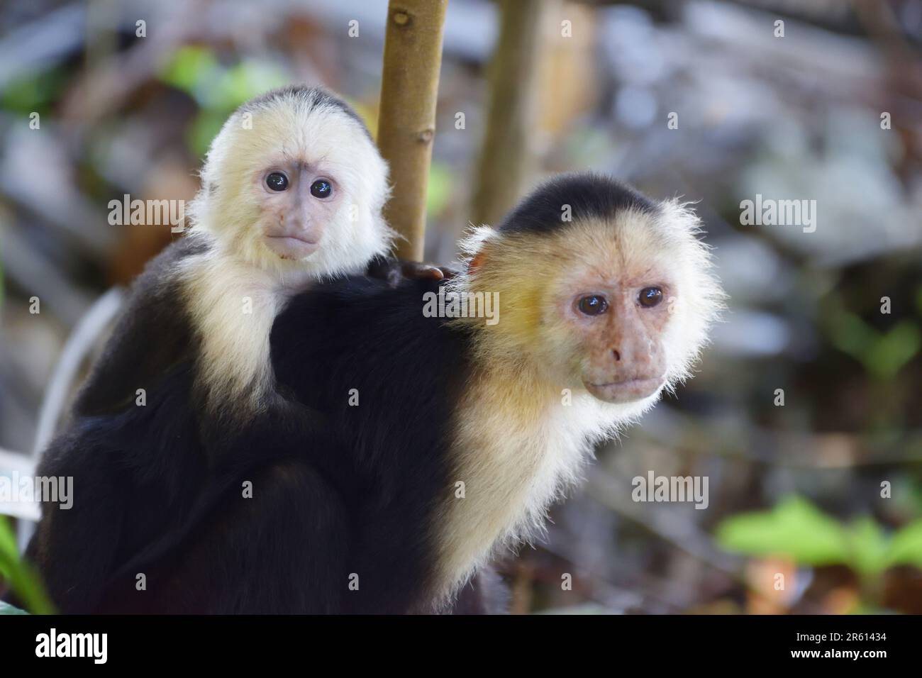 A white faced capuchin (cebus capucinus) with its baby in the forest of ...
