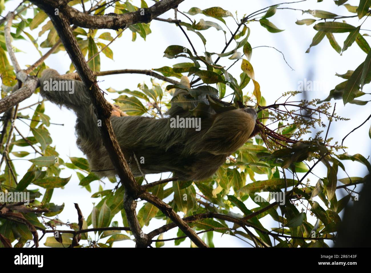 A two-toed sloth (choloepus hoffmanni) perched on branches near the ...