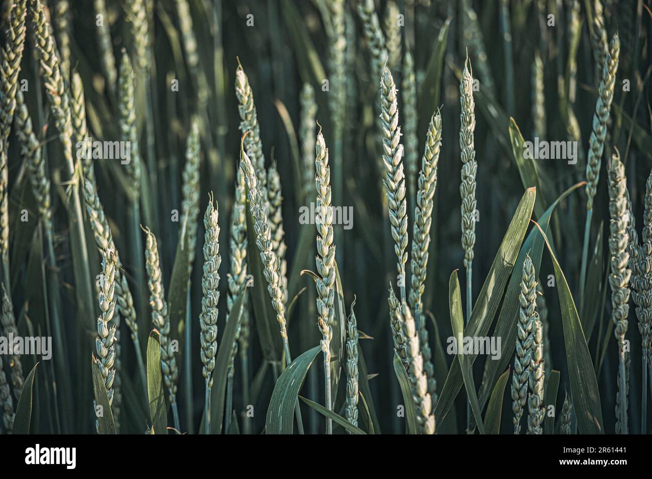 A vivid image of several tall stalks of wheat, standing together in a ...