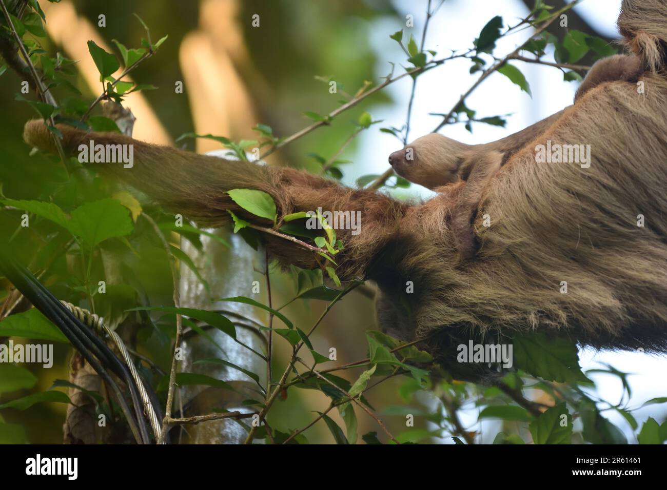 A two-toed sloth (choloepus hoffmanni) with its baby perched on ...