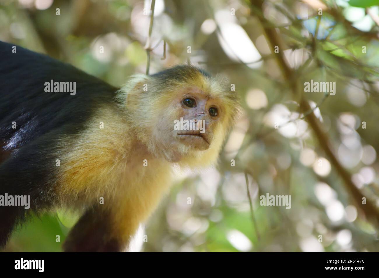 A white face capuchin (cebus capucinus) in the forest of Cahuita ...