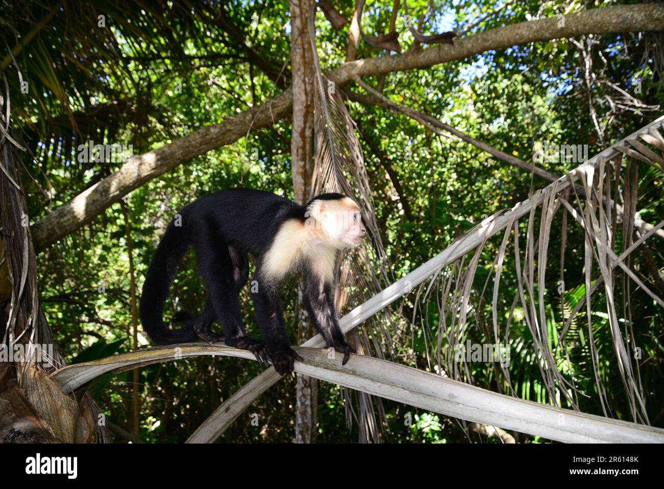 A white faced capuchin (cebus capucinus) in the forest of Cahuita ...