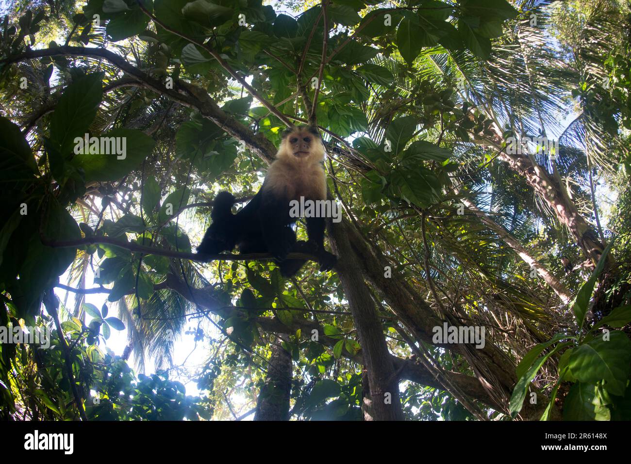 A white faced capuchin (cebus capucinus) in the forest of Cahuita ...