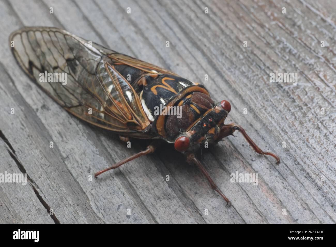Japanese red cicada (Lyristes japonicus) in Japan Stock Photo - Alamy