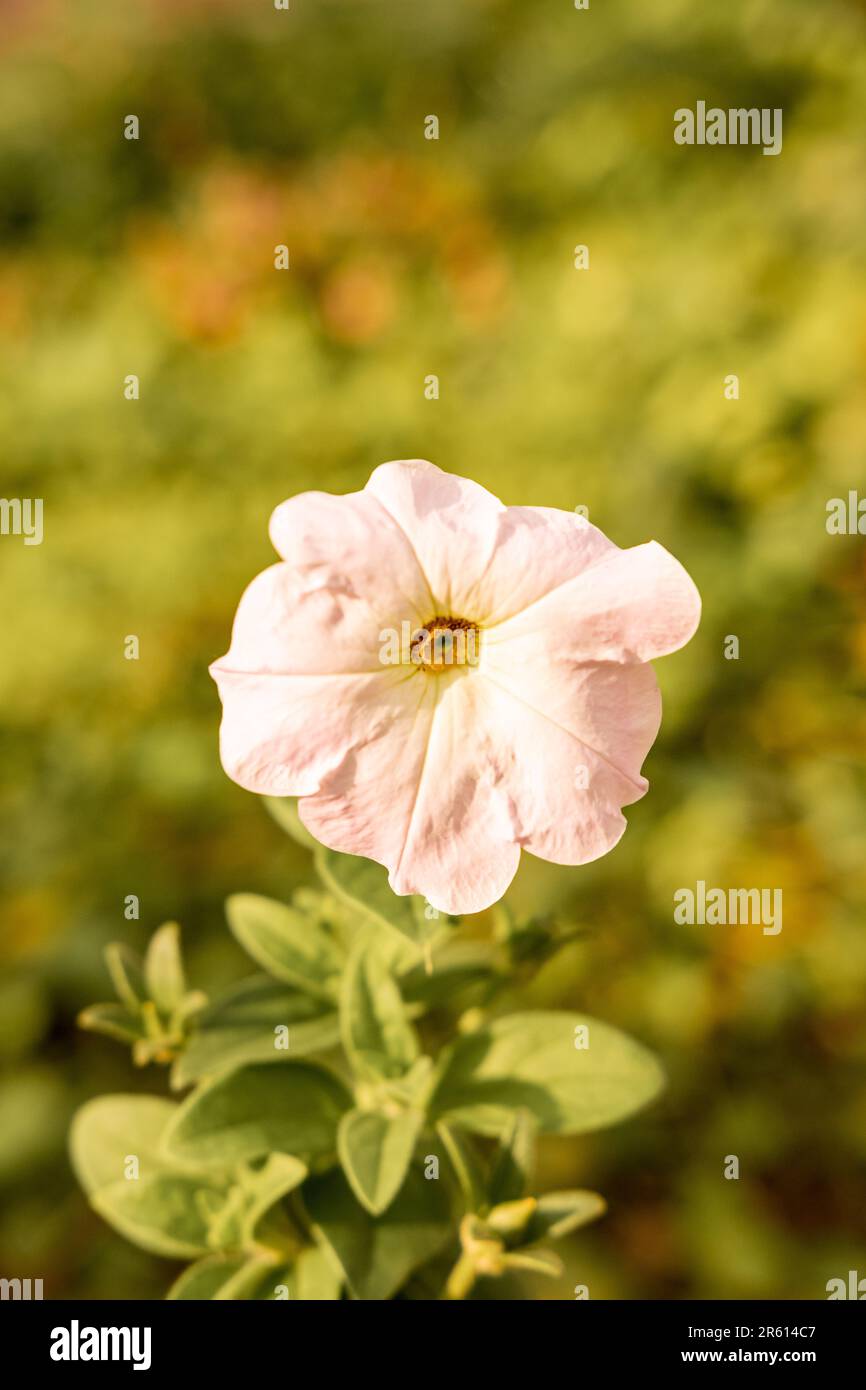 A vibrant yellow bushel filled with lush green plants is the backdrop ...