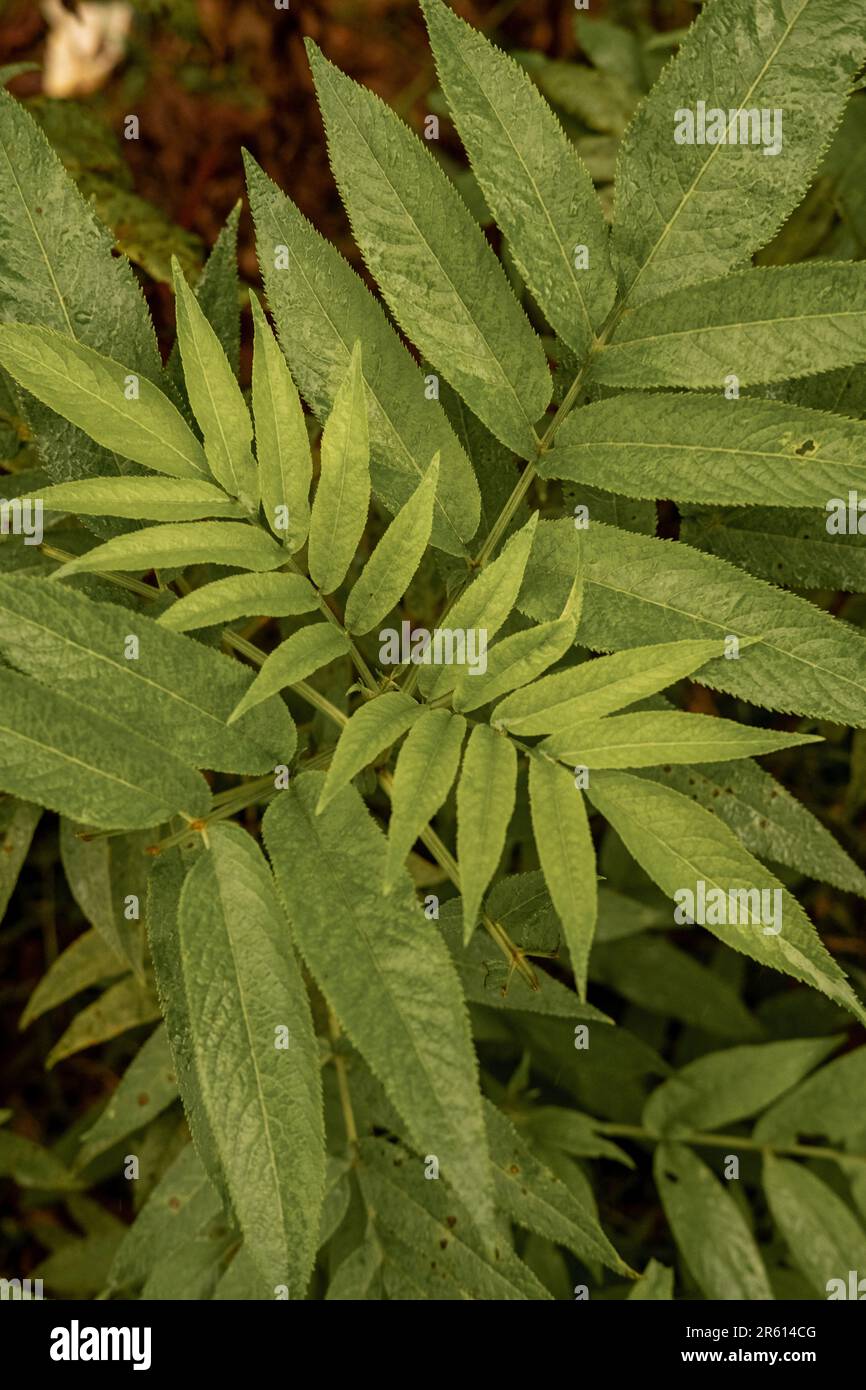 This close-up image showcases a single leaf of a plant, with a vibrant ...