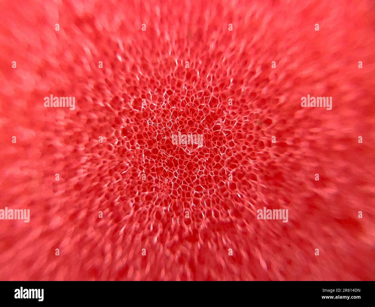 Sponge close up hi-res stock photography and images - Alamy