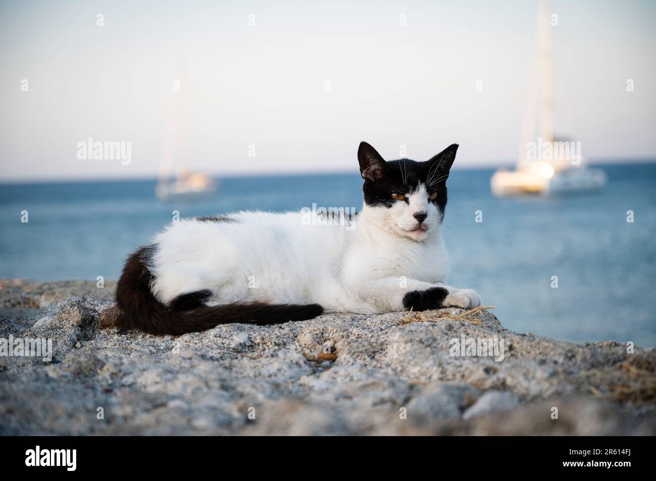 A black and white cat is pictured taking a restful nap in a peaceful ...