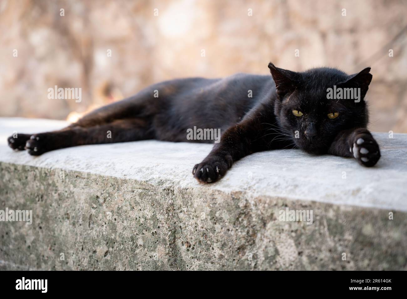 An adorable black domestic cat taking a restful break atop a grey ...