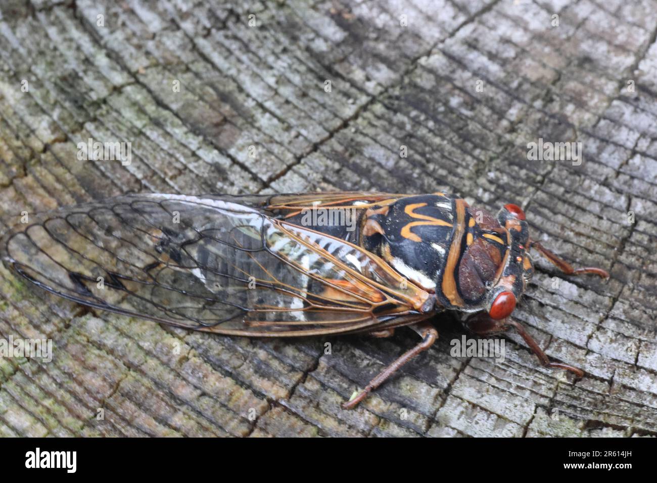 Japanese red cicada (Lyristes japonicus) in Japan Stock Photo - Alamy