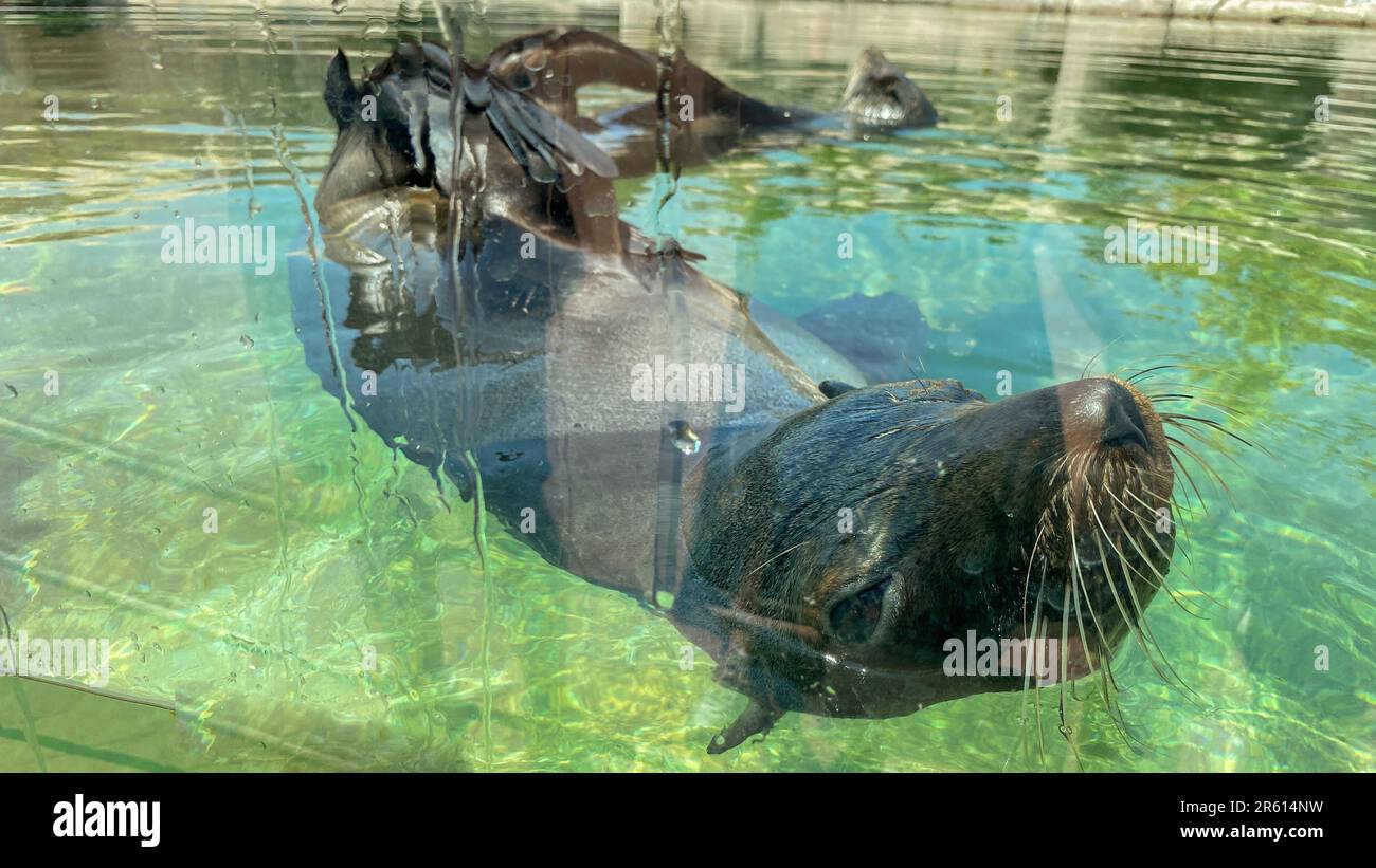 Seal at the zoo in the pool close up view Stock Photo - Alamy