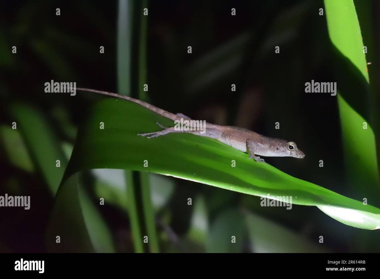 Slender anole lizard (norops limifrons) in the forest of Cahuita ...