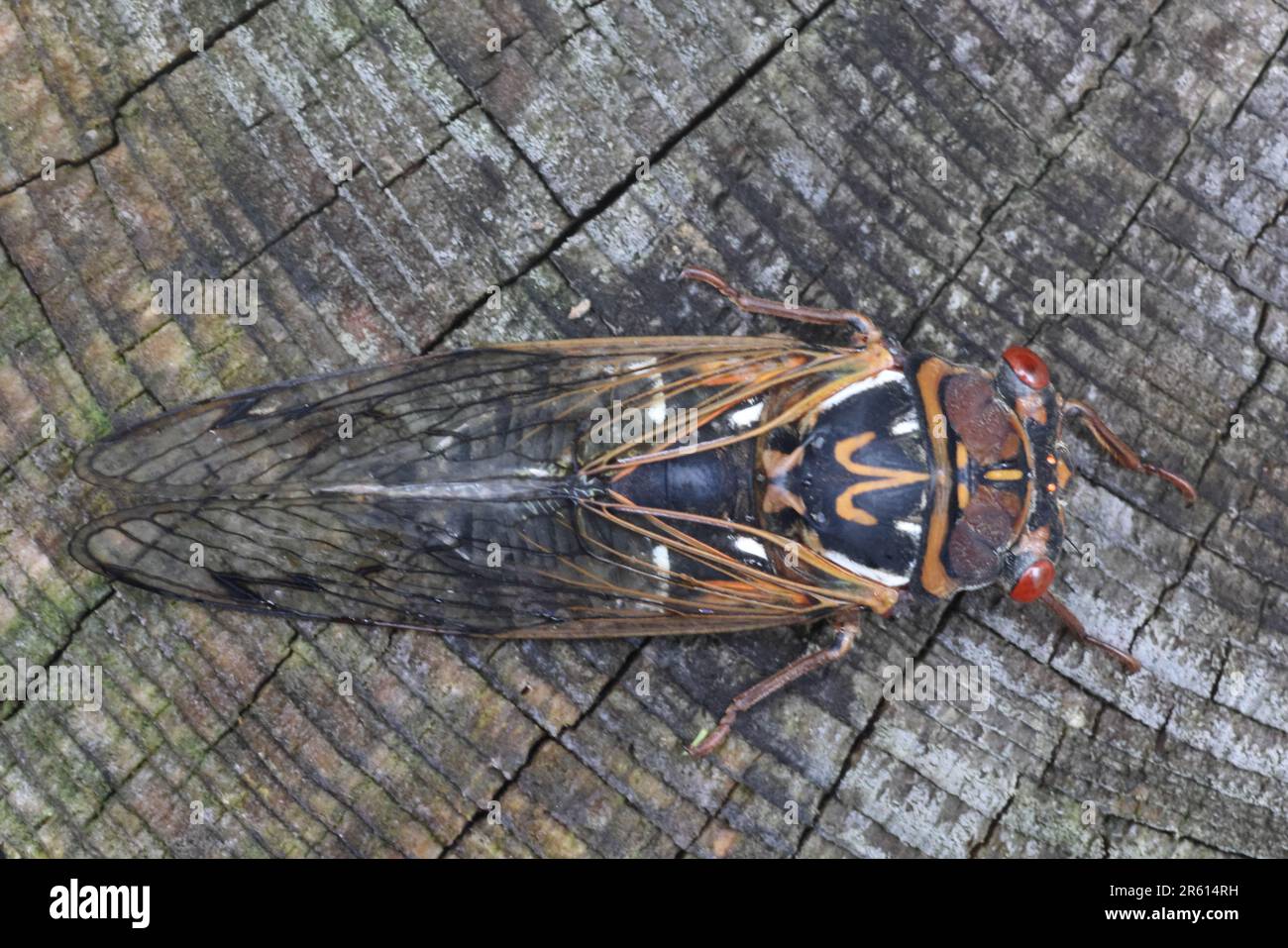 Japanese red cicada (Lyristes japonicus) in Japan Stock Photo - Alamy