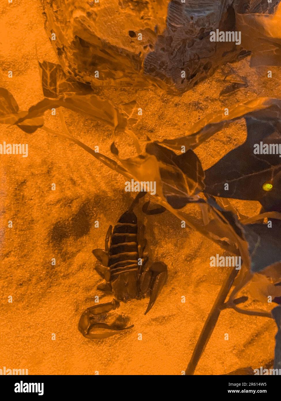 Deathstalker desert scorpion hi-res stock photography and images - Alamy