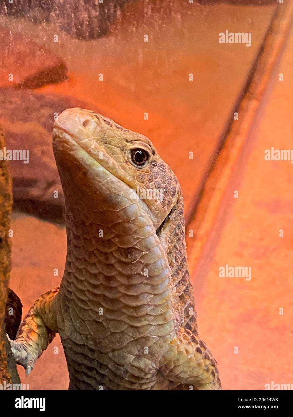 Rough scaled plated lizard gerrhosaurus major hi-res stock photography ...
