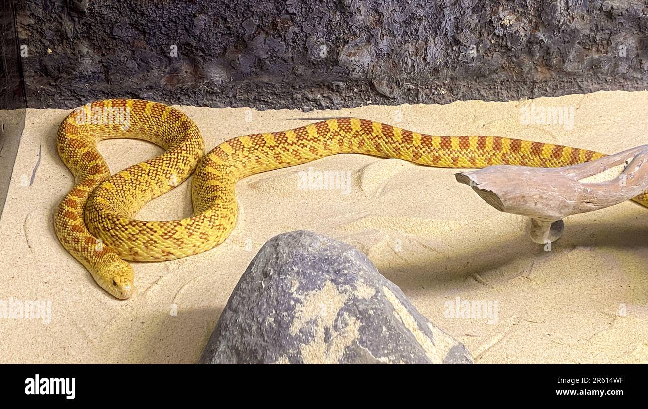Corn snake zoo hi-res stock photography and images - Alamy