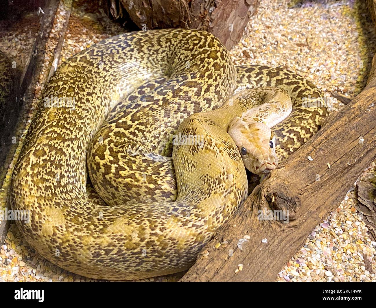 Green Granite Burmese Python