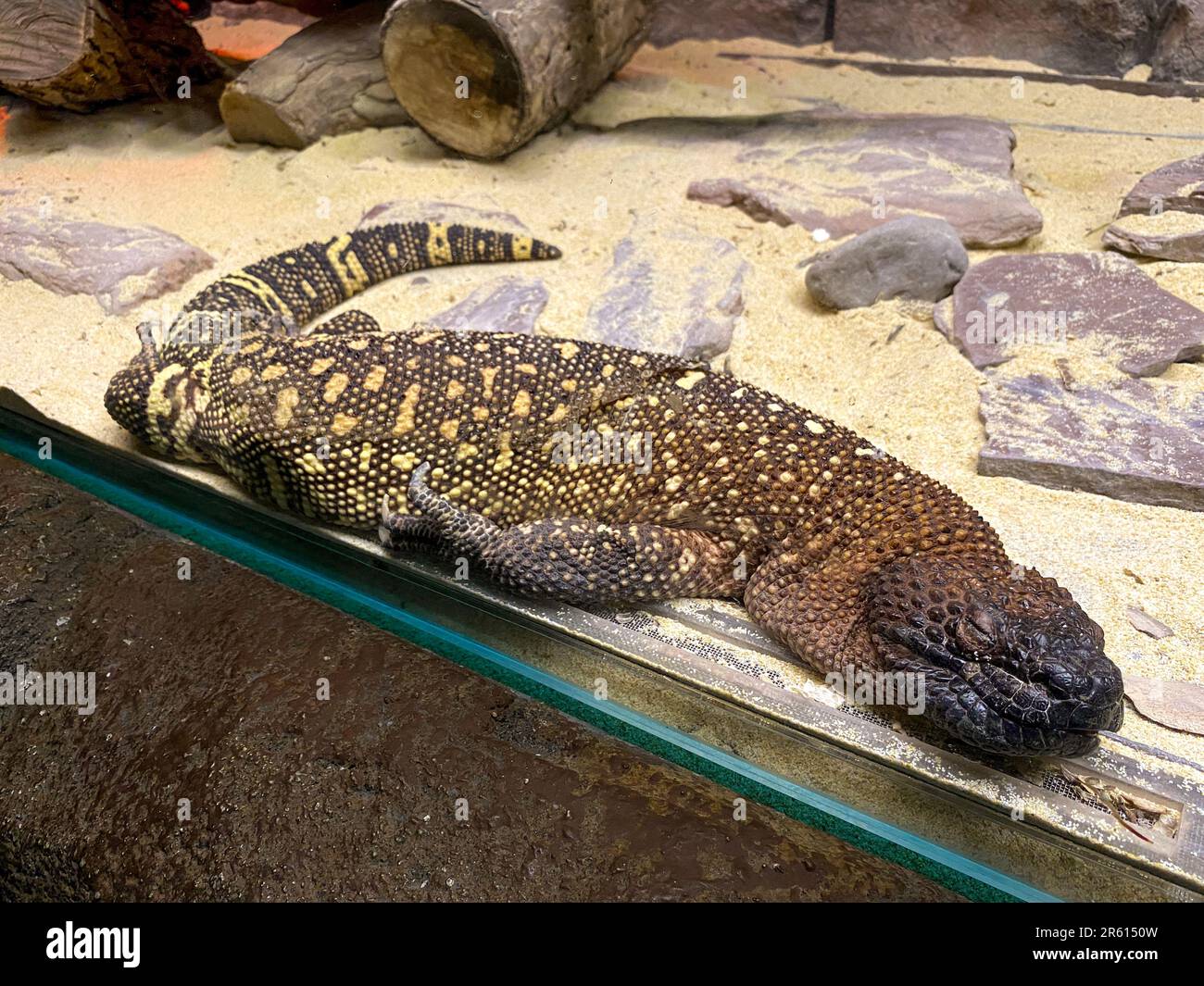 Mexican beaded lizard hi-res stock photography and images - Alamy