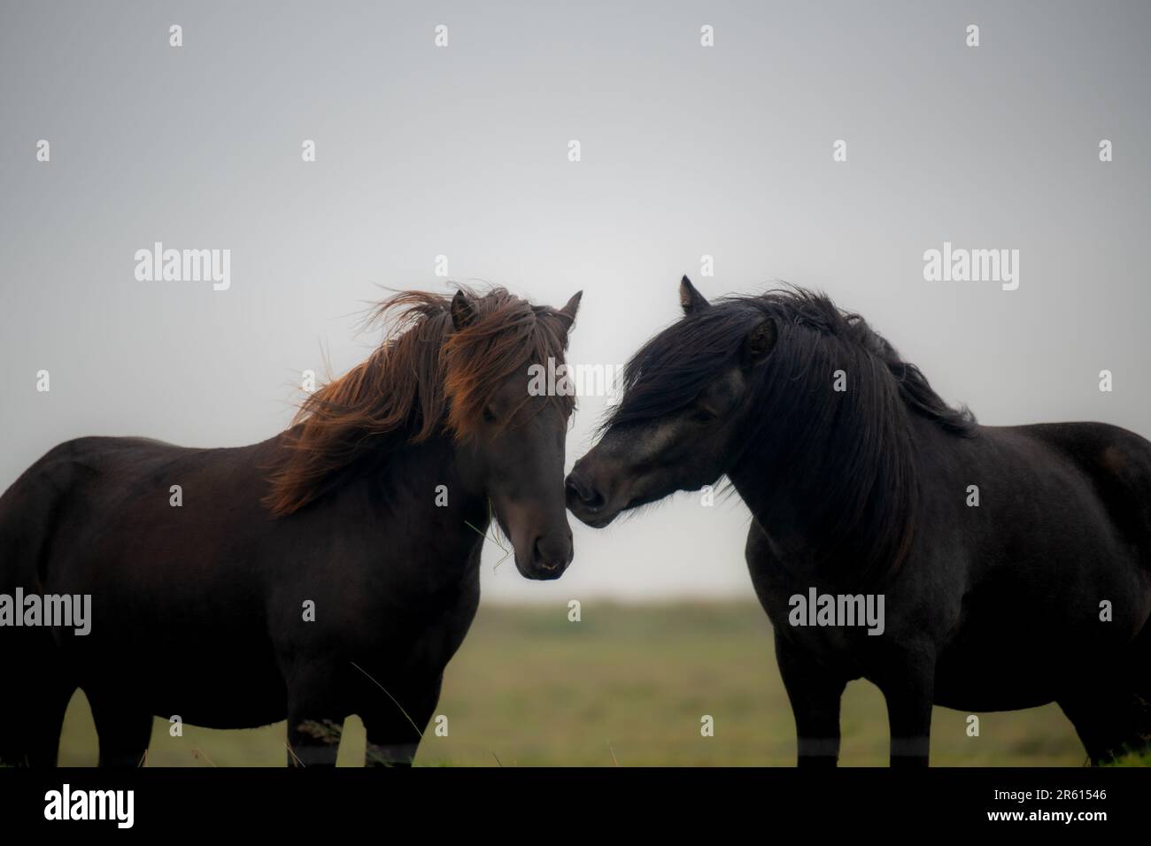 Two beautiful horses standing side by side in a lush green field, their ...