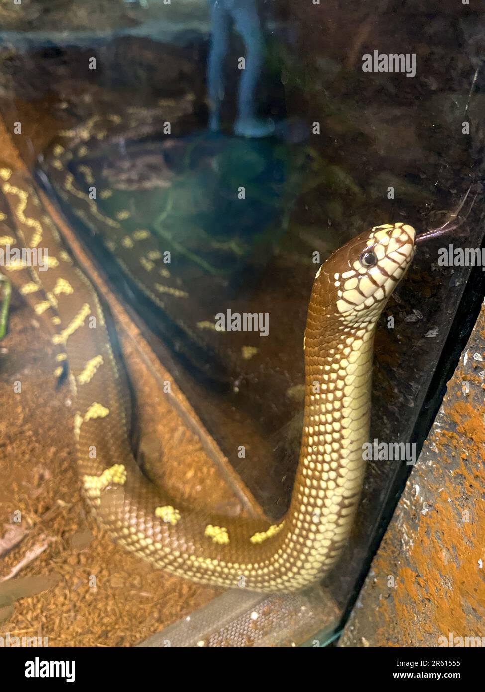 California king snake hi-res stock photography and images - Alamy