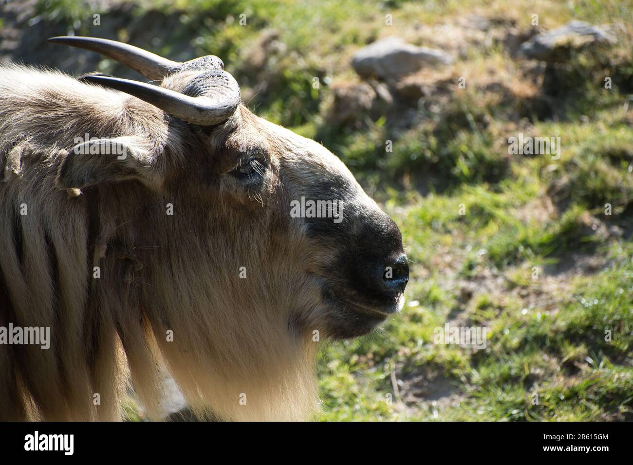 A long horned takin in zoo Stock Photo - Alamy