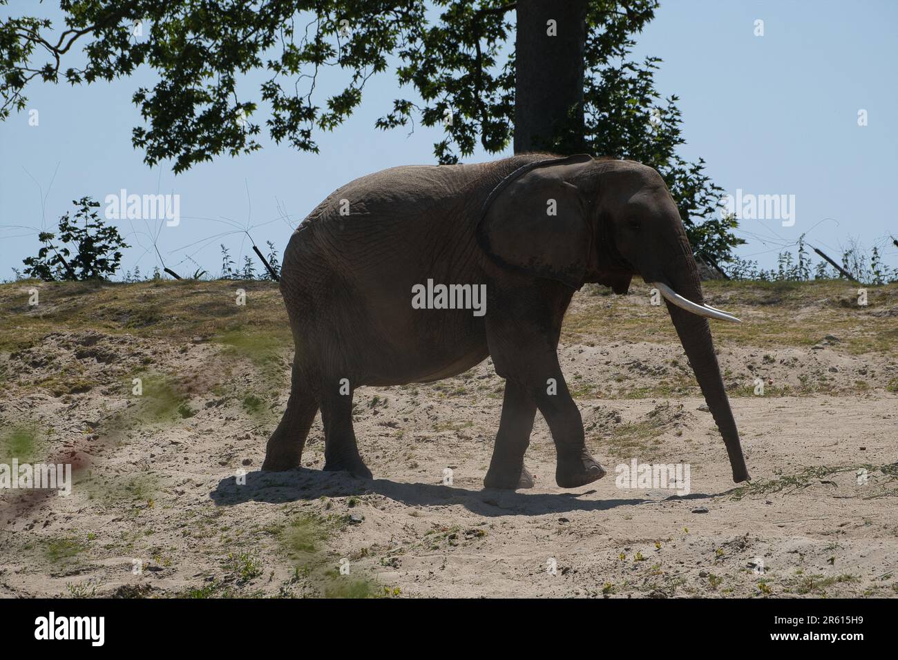 An elephant walking on sandy ground Stock Photo - Alamy