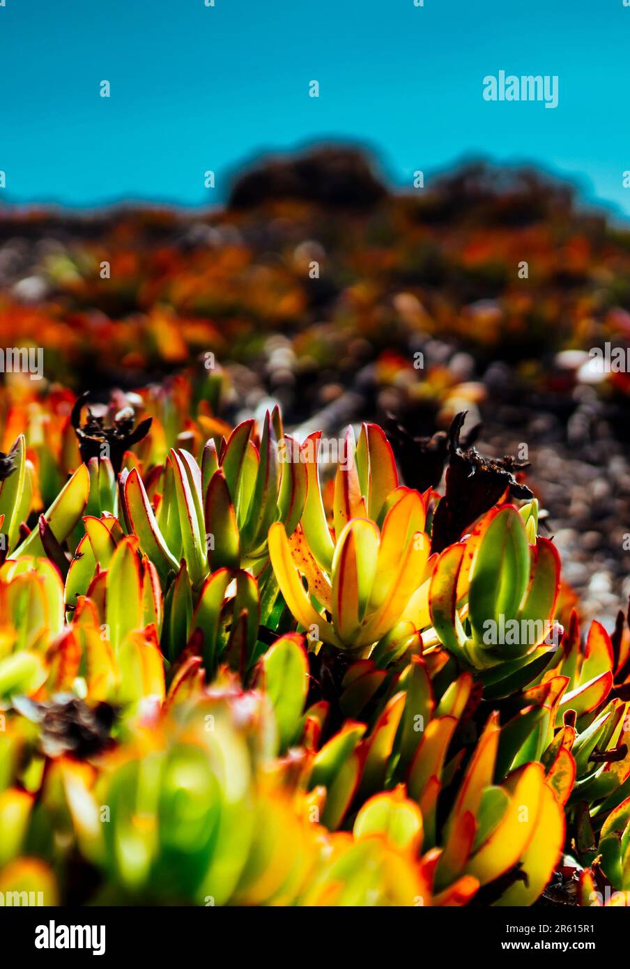 A close-up of a cluster of Carpobrotus edulis shrubs with vibrant ...