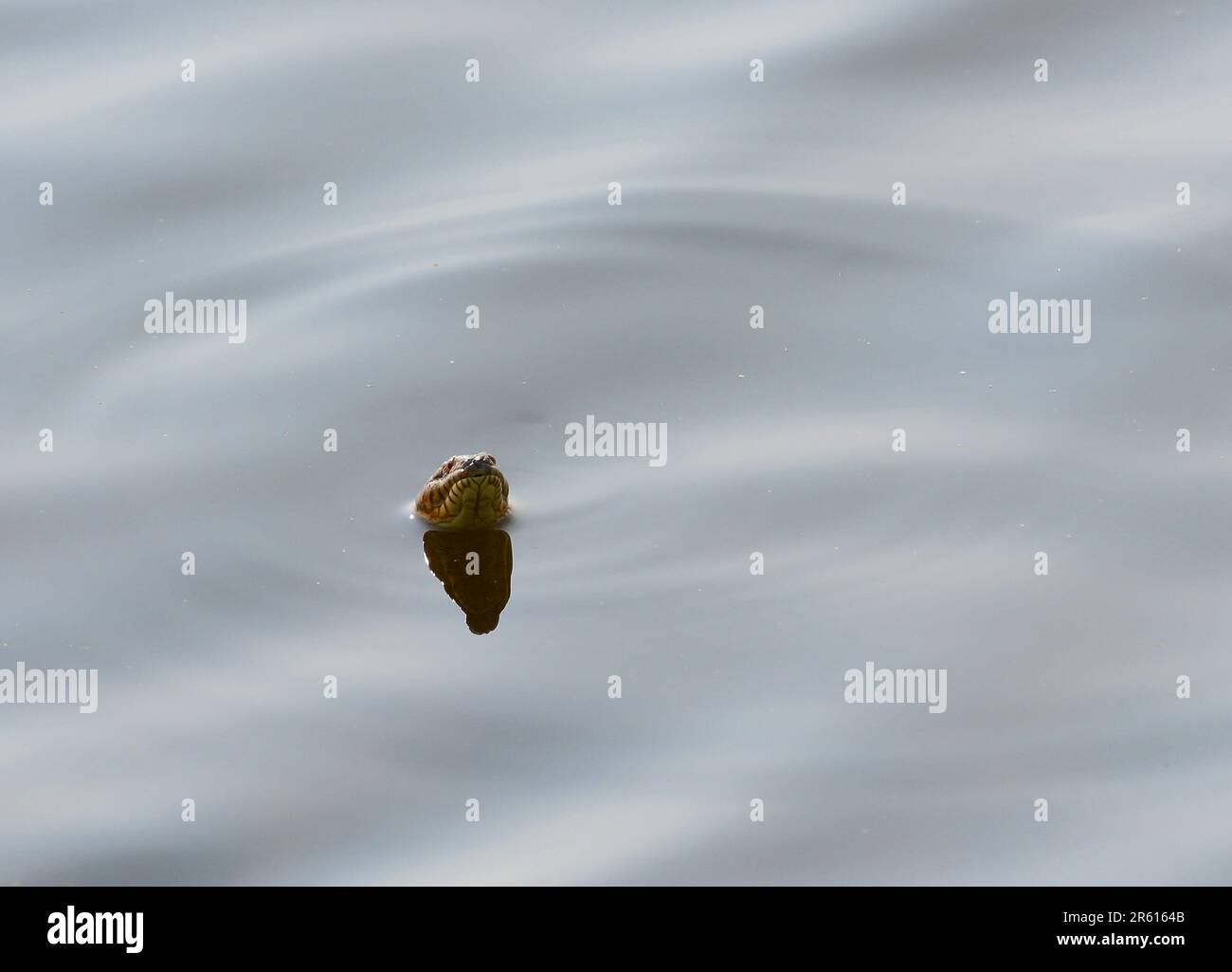 Banded Watersnake (Nerodia fasciata) in water Stock Photo - Alamy