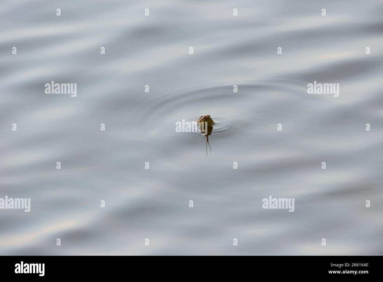 Banded Watersnake (Nerodia fasciata) in water Stock Photo - Alamy