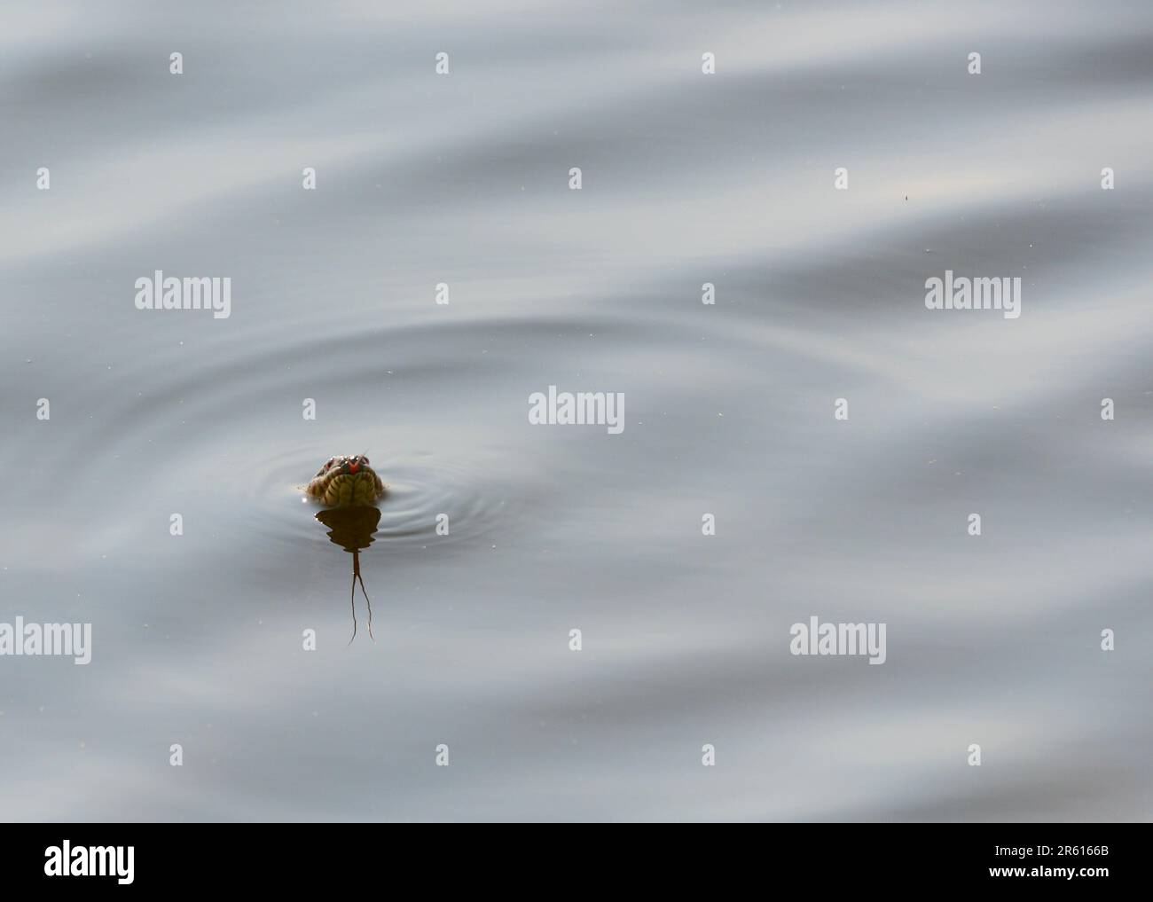 Banded Watersnake (Nerodia fasciata) in water Stock Photo - Alamy