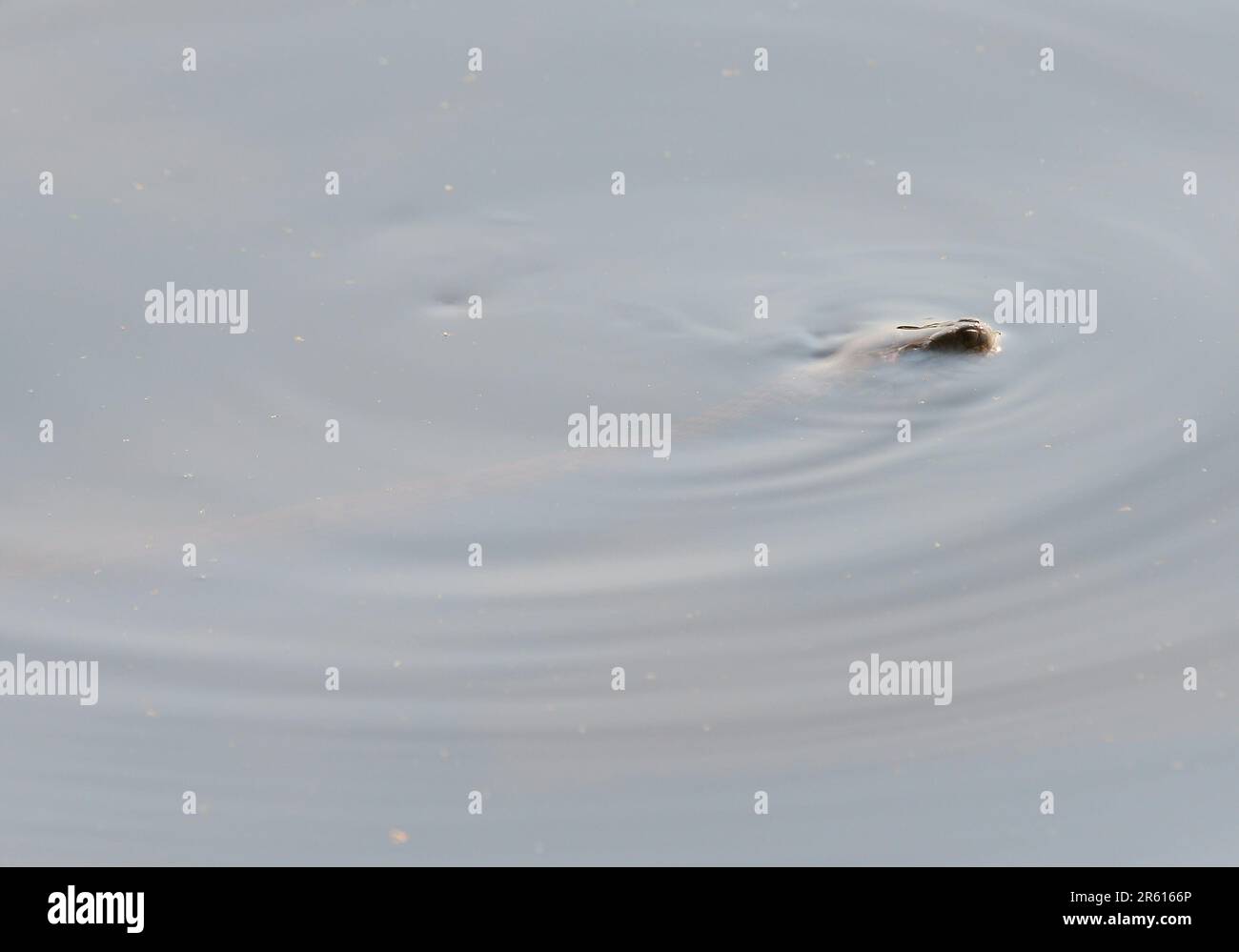 Banded Watersnake (Nerodia fasciata) in water Stock Photo - Alamy