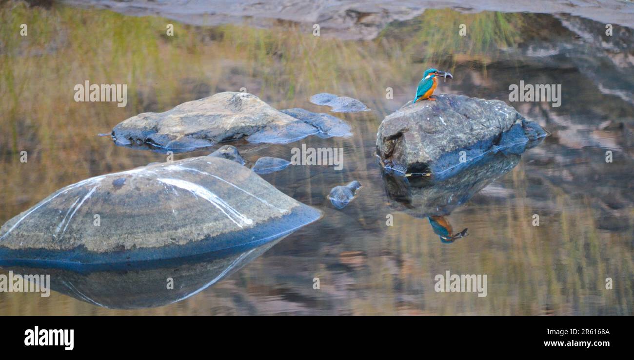 A brown-feathered bird standing atop a large gray rock in a body of ...