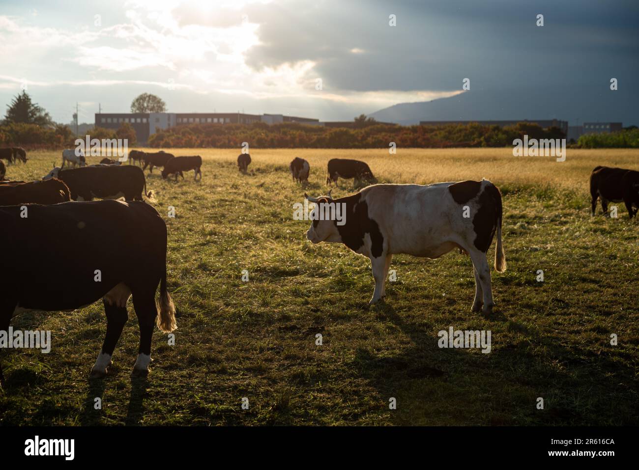 Pastoral landscape featuring cows hi-res stock photography and images ...