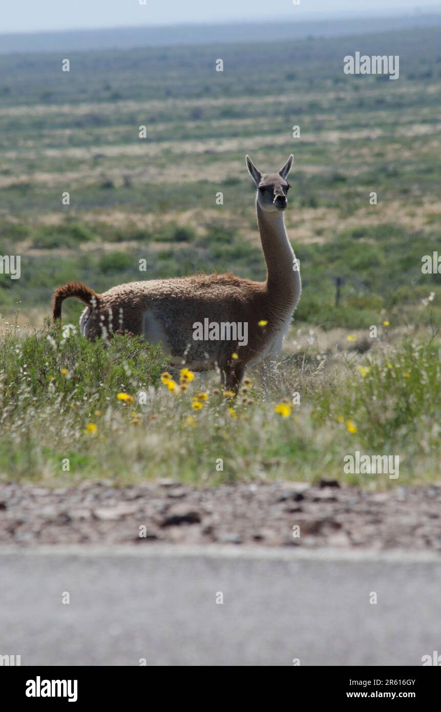 A lama stands in a field of lush green grass, framed by a backdrop of ...