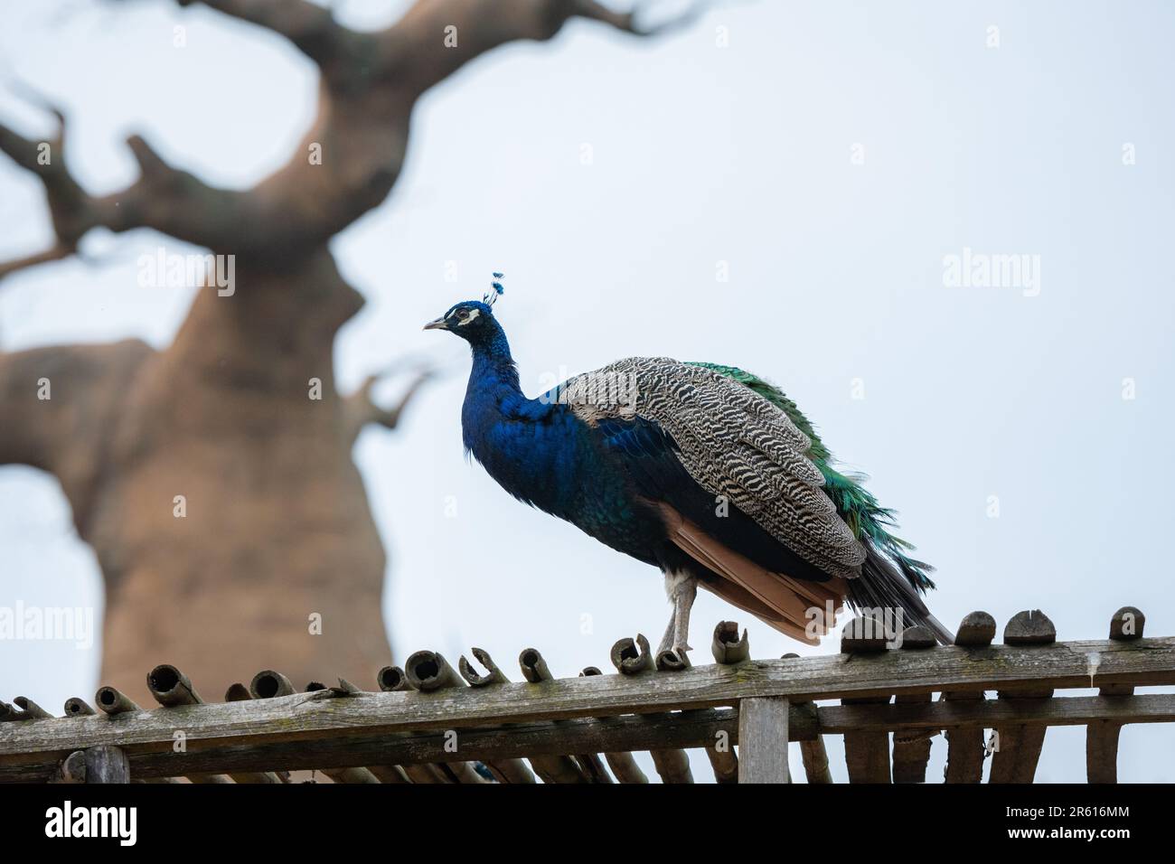 A beautiful peacock perched atop a wooden canopy, proudly displaying ...