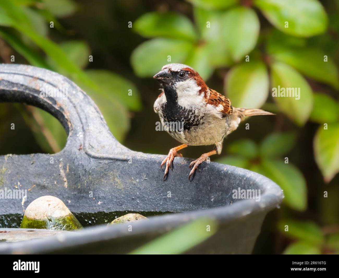 Male UK house sparrow, Passer domesticus, perched on the rim of an ...