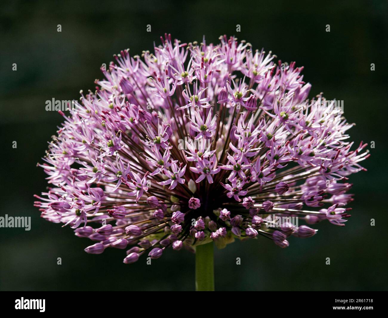 Large allium flower heads in a garden. Allium is a genus of ...