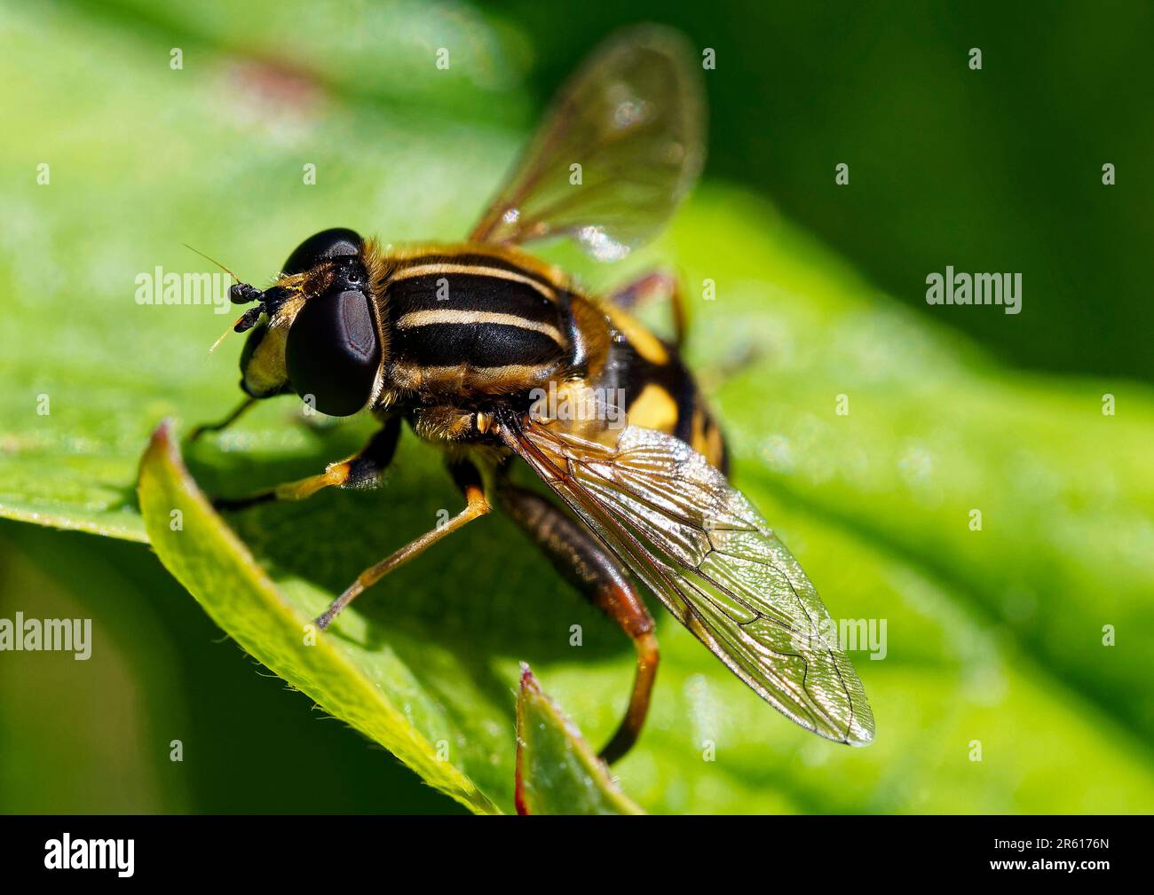 Helophilus pendulus, a European hoverfly.that is very common in Britain ...