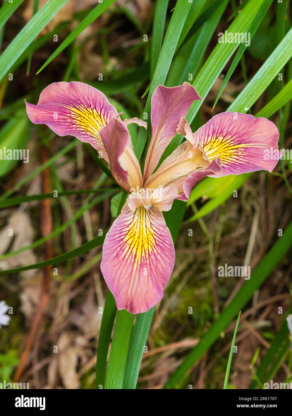 Yellow throated pink flower of the hardy perennial, late spring ...