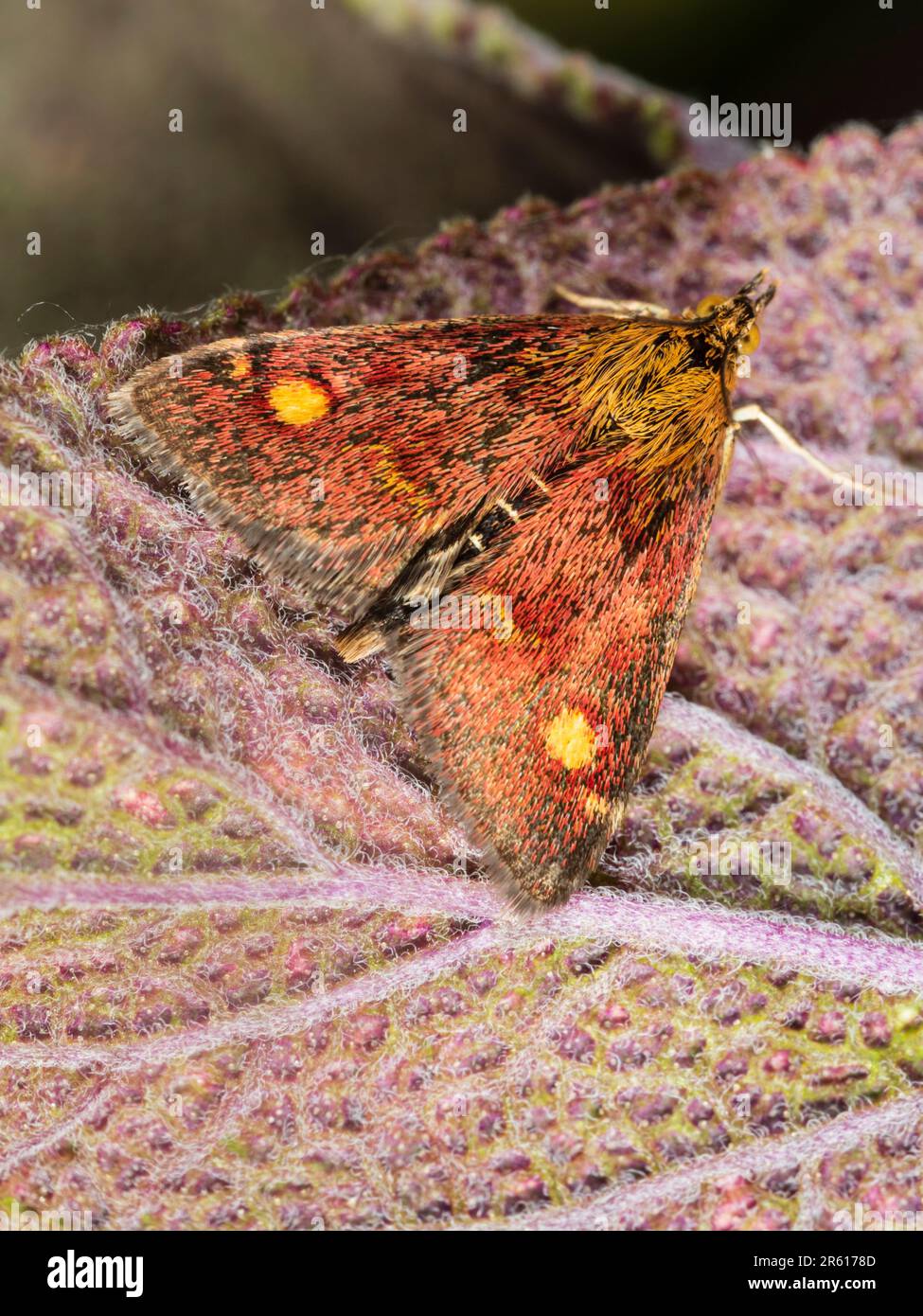 Red and gold scaled day flying mint moth, Pyrausta aurata, at rest in a ...